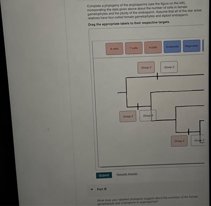 Complete a phylogeny of the angiosperms (see the | Chegg.com