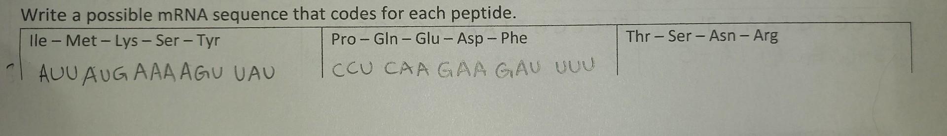 Solved Write a possible mRNA sequence that codes for each | Chegg.com