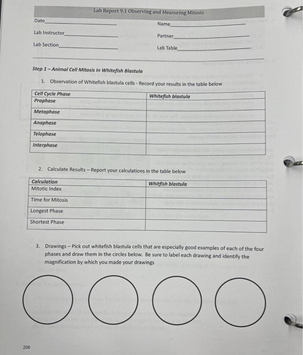 Solved Lab Report 9.1 Observing and Measuring Mitosis Date | Chegg.com