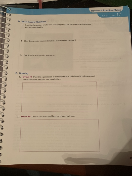 Solved Review & Practice Sheet Exercise 17 D. Short-Answer | Chegg.com