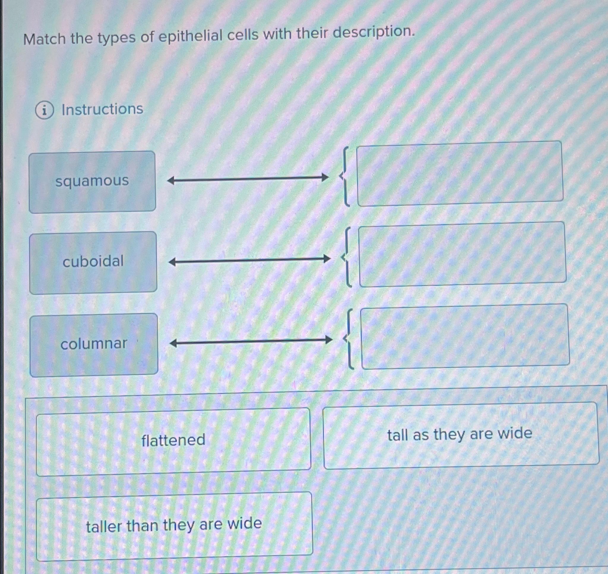Solved Match the types of epithelial cells with their | Chegg.com