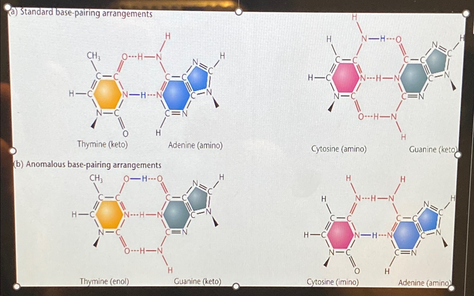 Solved Choose either the T-A or the C-G standard bonds | Chegg.com