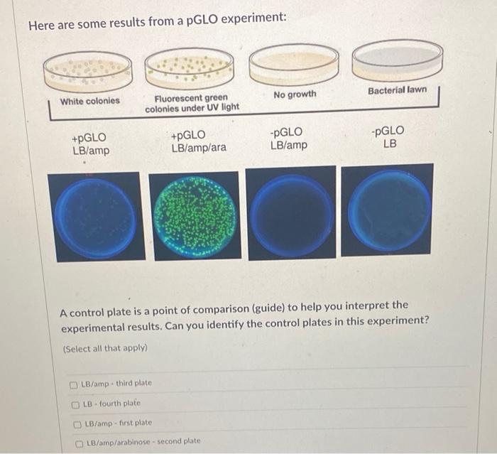 Solved Here are some results from a pGLO experiment: A | Chegg.com