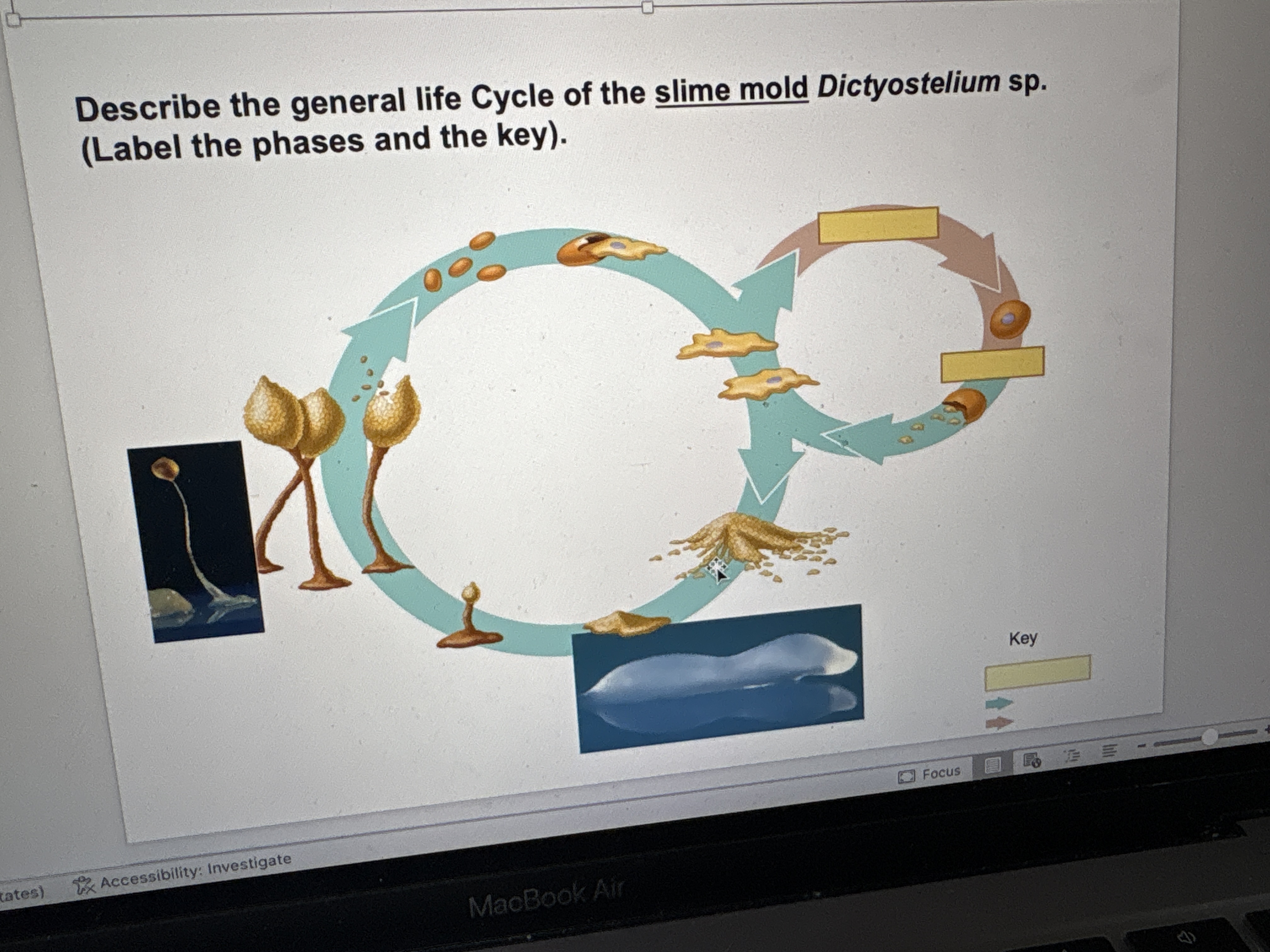 Solved Describe the general life Cycle of the slime mold | Chegg.com