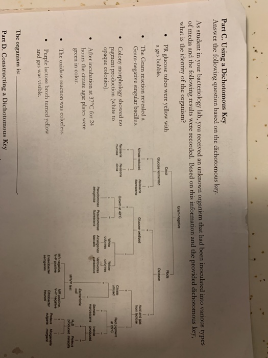 Part C. Using a Dichotomous Key Answer the following | Chegg.com