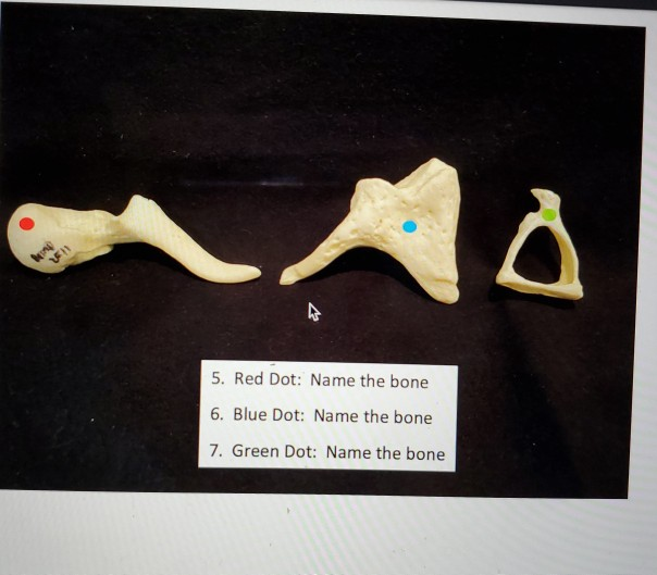 Solved What are the names of the bones with the red dot, | Chegg.com