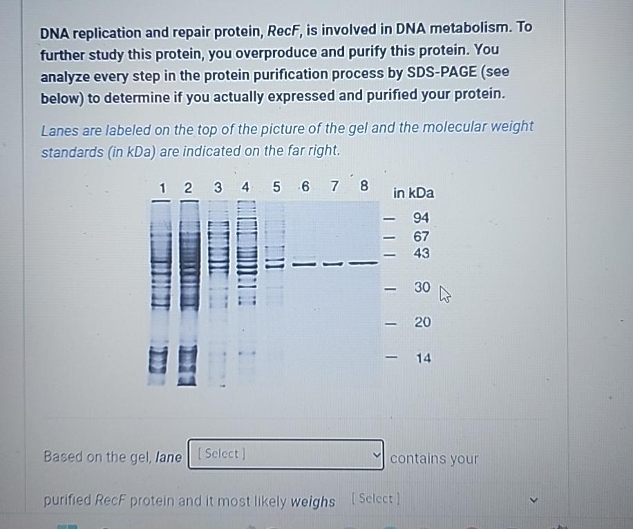 Solved DNA replication and repair protein, RecF, is involved | Chegg.com