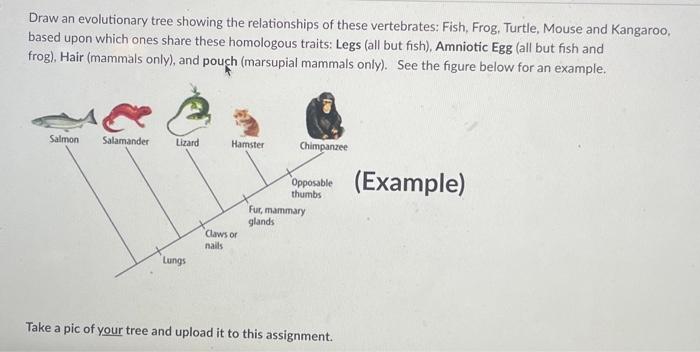 Solved Draw an evolutionary tree showing the relationships | Chegg.com