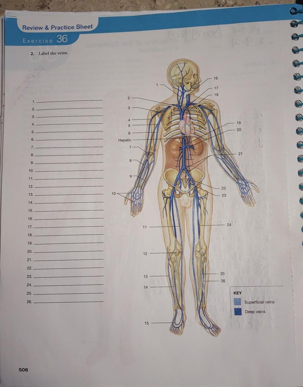 Solved Review & Practice Sheet Exercise 36 2. Label the | Chegg.com