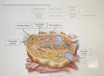 Solved Correctly label the following structures of the ovary | Chegg.com