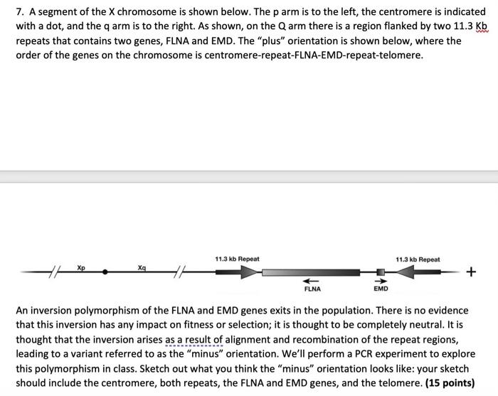 Solved 7. A segment of the X chromosome is shown below. The | Chegg.com