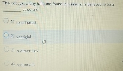 Solved The coccyx, a tiny tailbone found in humans, is | Chegg.com