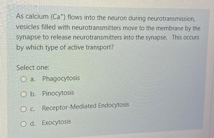 Solved As calcium (Ca+)flows into the neuron during | Chegg.com