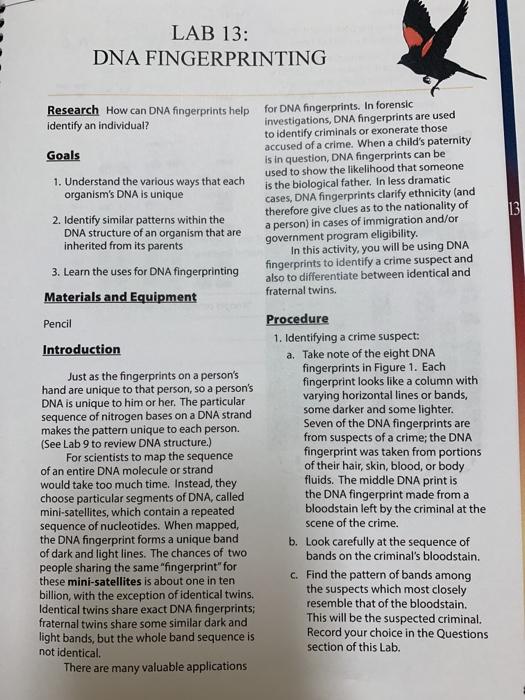 Solved LAB 13: DNA FINGERPRINTING 13 Research How can DNA | Chegg.com