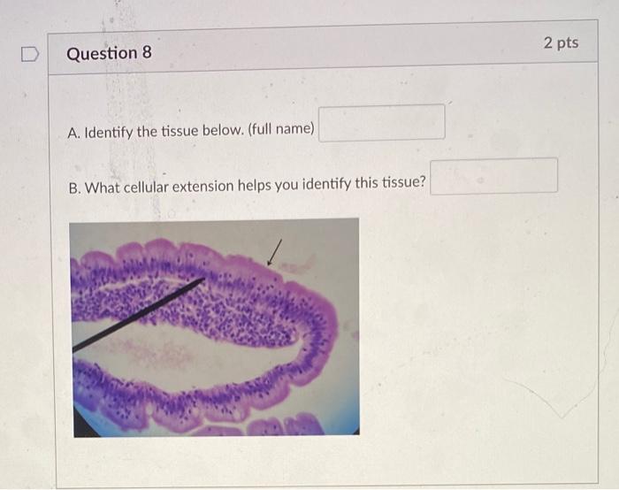 Solved What is the function of the tissue at the pointer? | Chegg.com