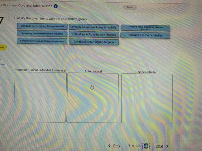 Solved HW - Spinal Cord and Spinal Nerves Classify the given | Chegg.com