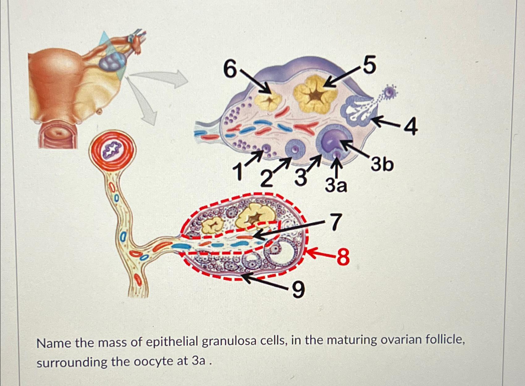 Solved Name the mass of epithelial granulosa cells, in the | Chegg.com