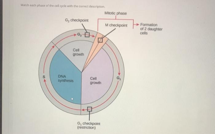 Solved Match each phase of the cell cycle with the correct | Chegg.com