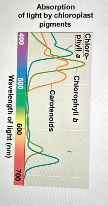 Solved Absorption of light by chloroplast pigments 1) | Chegg.com