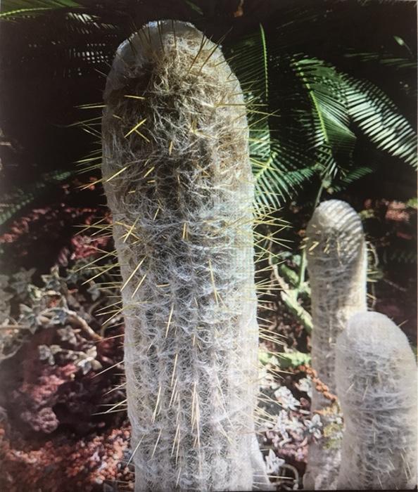 Solved . . Next to Sequoia Hall are the Sac State | Chegg.com