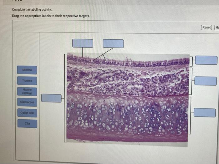 Solved Lab Assessment 21B Questions 1-16 Drag the | Chegg.com