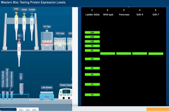 Solved Western Blot: Testing Protein Expression Levels 1 | Chegg.com