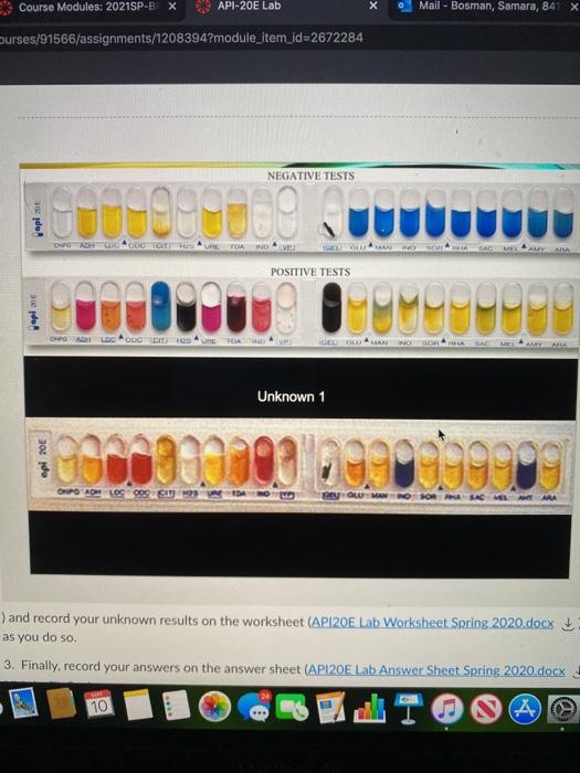 Name API 20E Lab Answer Sheet 1. What was your API | Chegg.com