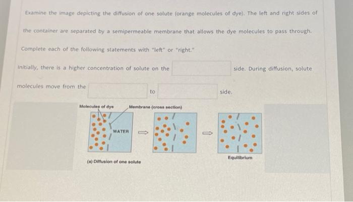 Solved Examine the image depicting the diffusion of one | Chegg.com