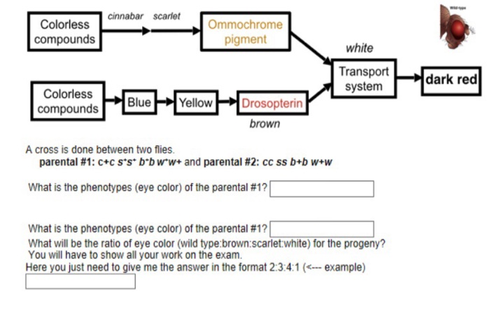 Solved cinnabar scarlet Colorless compounds Ommochrome | Chegg.com