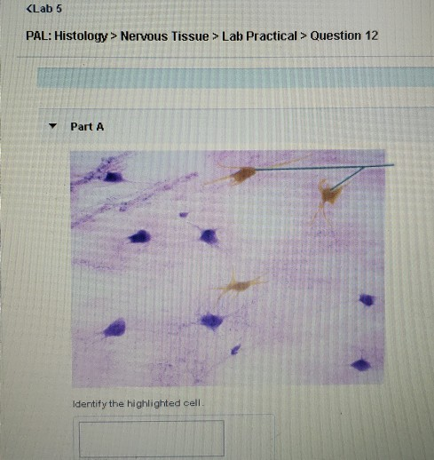Solved (Lab 5 PAL: Histology > Nervous Tissue > Lab | Chegg.com