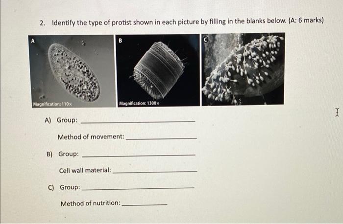 Solved 2. Identify the type of protist shown in each picture | Chegg.com