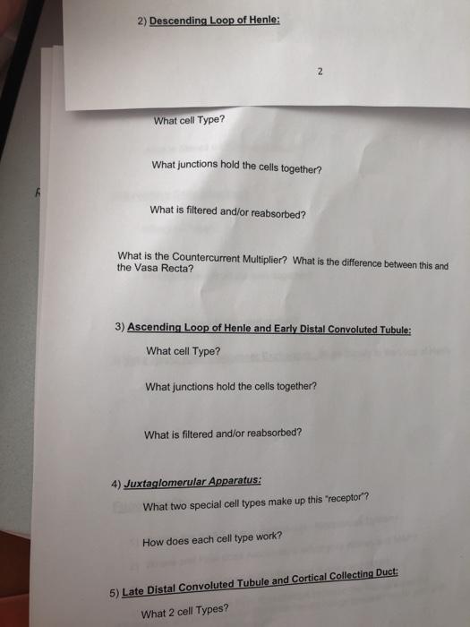 Solved 2) Descending Loop of Henle: 2 What cell Type? What | Chegg.com