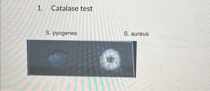 Solved 1. Catalase test S. pyogenes | Chegg.com