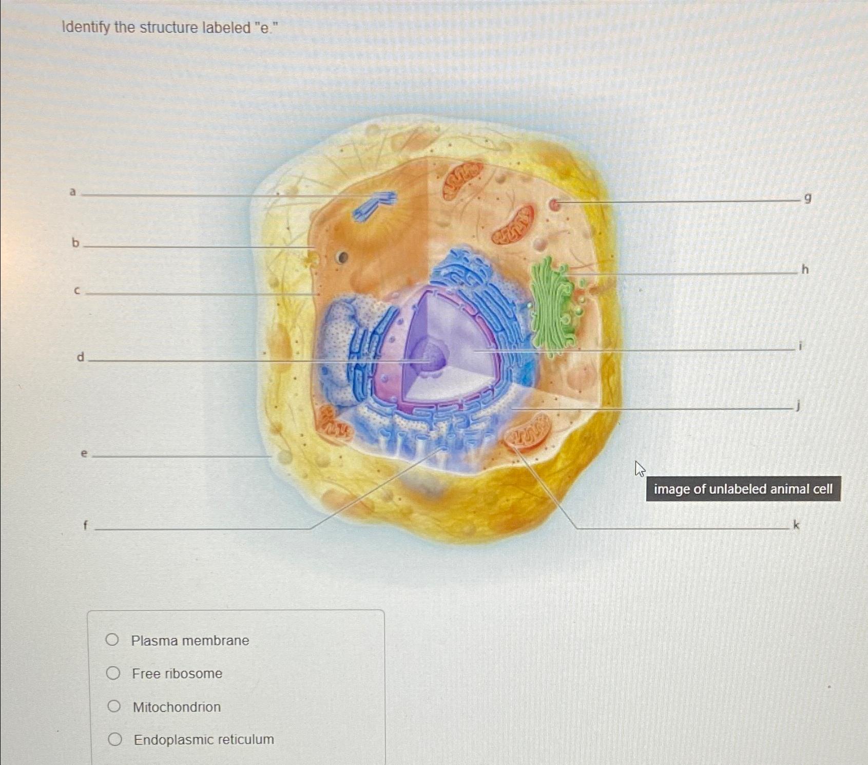 Solved Identify the structure labeled "e."abcefPlasma | Chegg.com