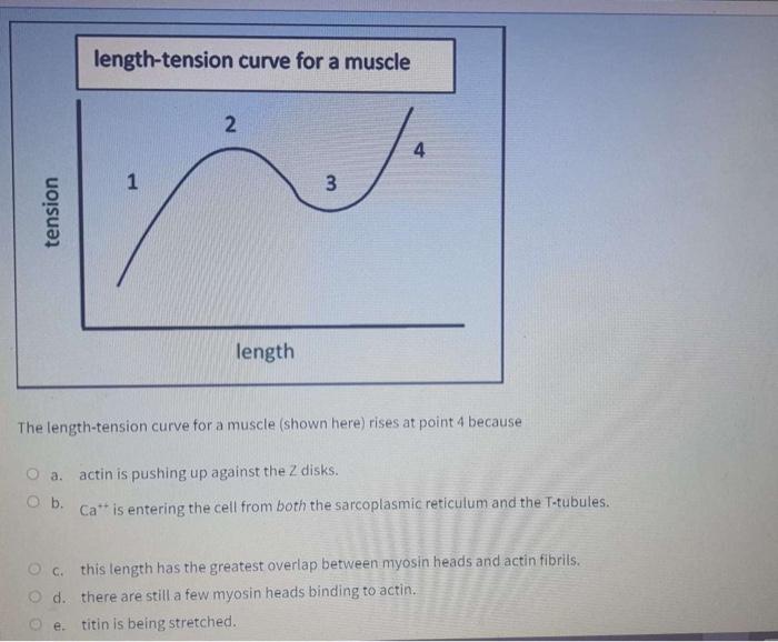 Solved length-tension curve for a muscle 2 4 1 3 tension | Chegg.com