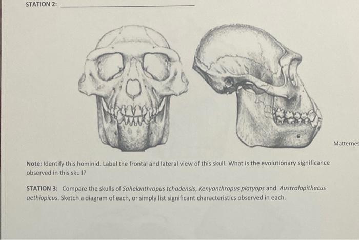 Solved STATION 2: Matternes Note: Identify this hominid. | Chegg.com
