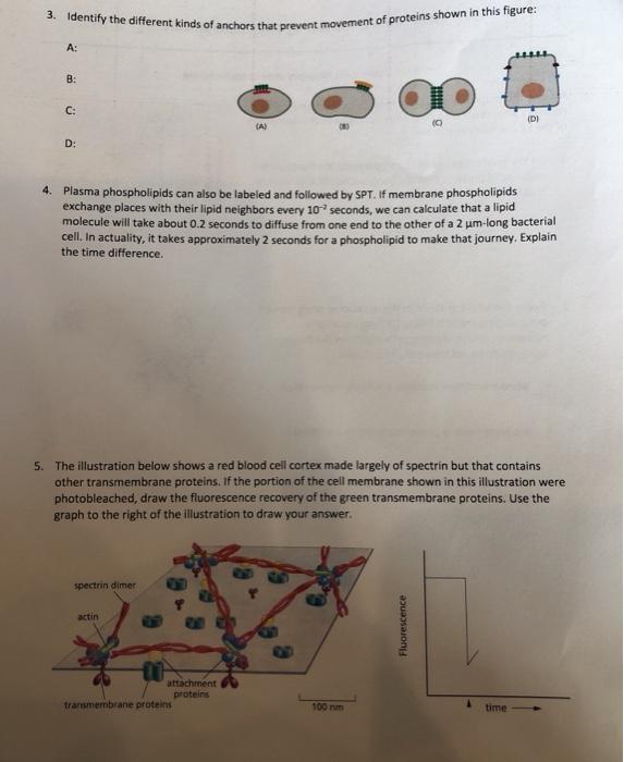 Solved FRAP: Fluorescent Recovery after Photobleaching | Chegg.com
