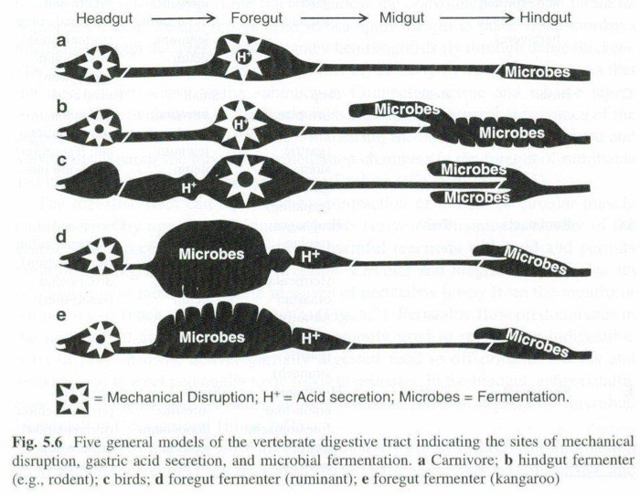 Solved Headgut Foregut Midgut Hindgut а H Microbes b | Chegg.com