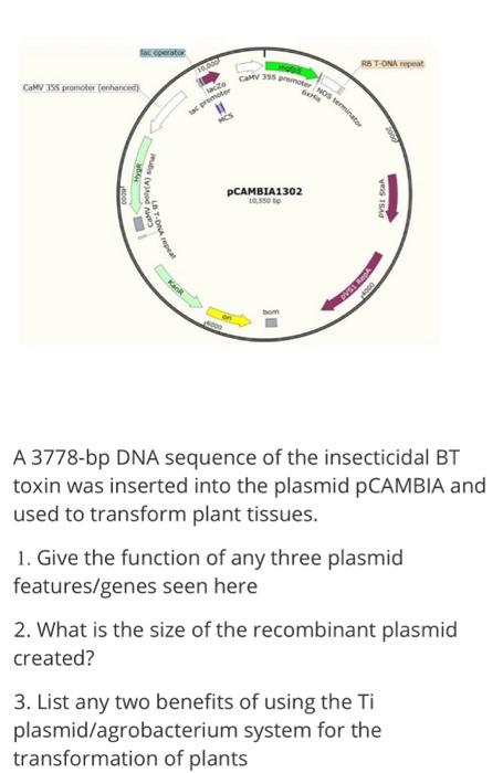 Solved A 3778-bp DNA sequence of the insecticidal BT toxin | Chegg.com