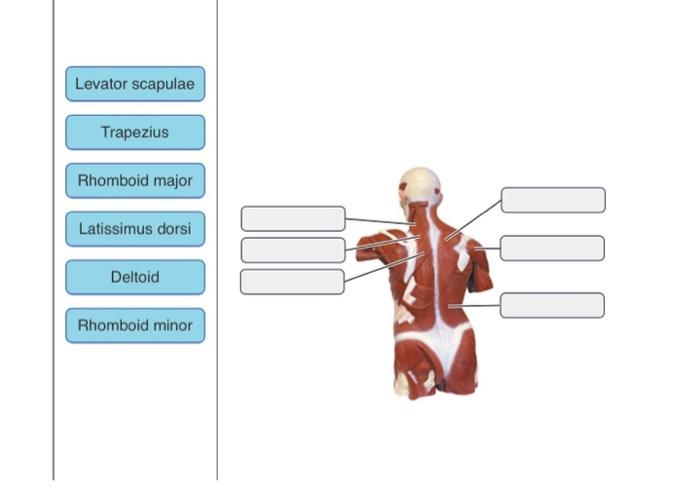 Solved Label the muscles that move the pectoral | Chegg.com