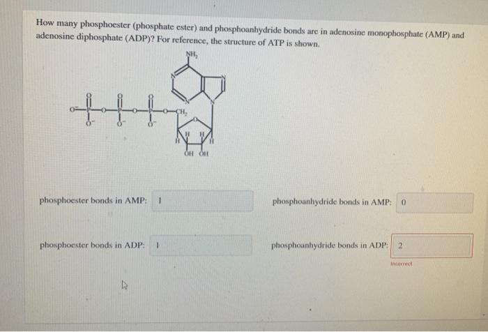 Solved How many phosphoester (phosphate ester) and | Chegg.com