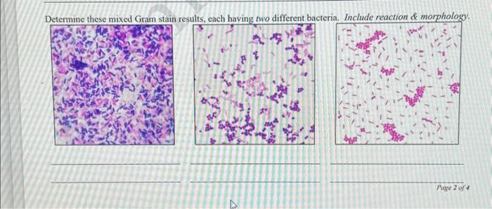 Solved Determine these mixed Gram stain results, each having | Chegg.com