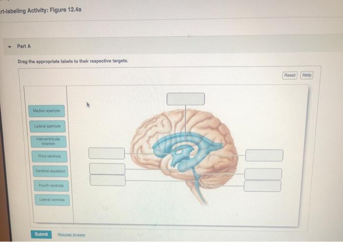 Solved ---labeling Activity: Figure 12.4a Part A Drag the | Chegg.com