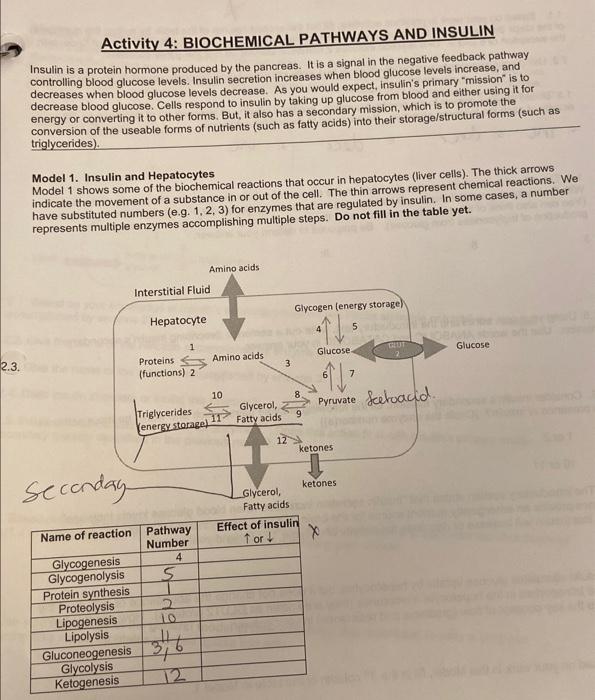 Solved fill in the whole table both pathways number and | Chegg.com