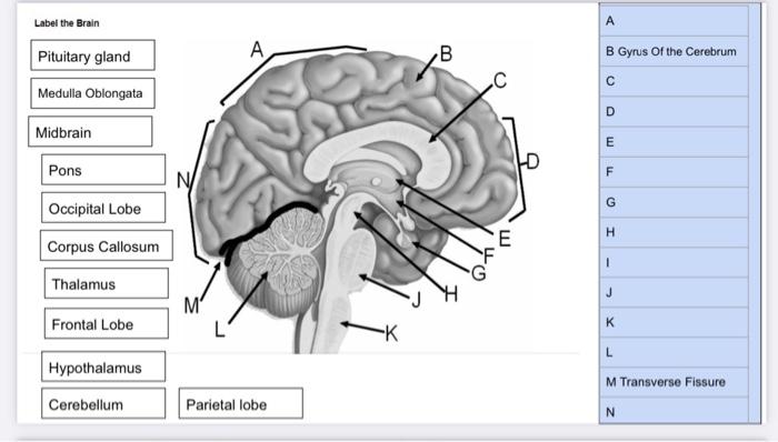 Solved Label the Brain A A B B Gyrus of the Cerebrum | Chegg.com
