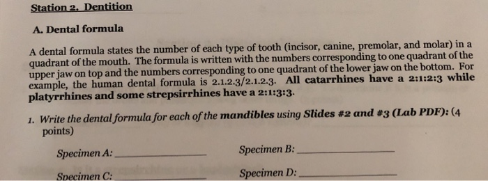 Solved Station 2. Dentition A. Dental formula A dental | Chegg.com
