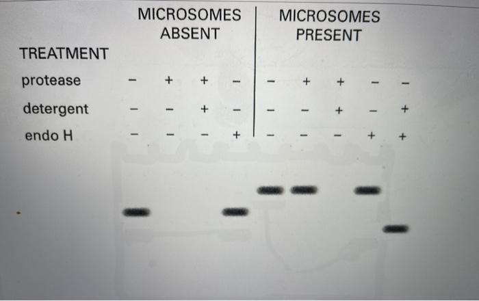 Solved MICROSOMES ABSENT MICROSOMES PRESENT TREATMENT | Chegg.com