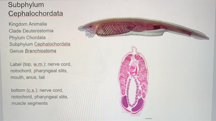 Solved Subphylum Cephalochordata Kingdom Animalia Clade | Chegg.com