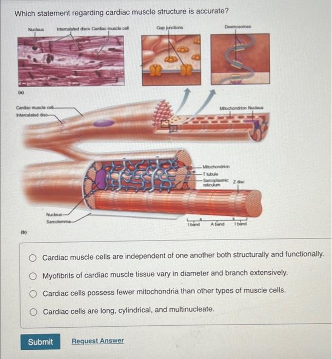 Cardiac Muscle Structure