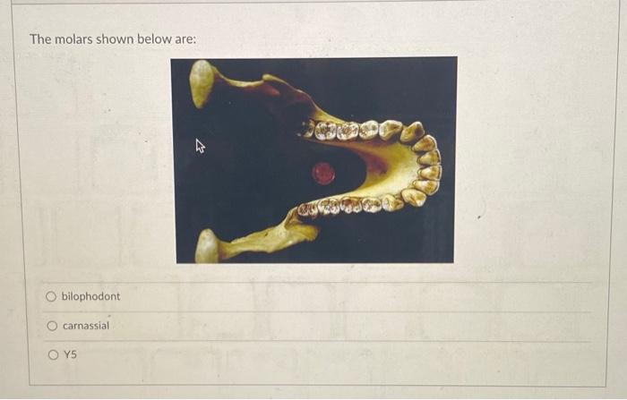 Solved The molars shown below are: bilophodont O carnassial | Chegg.com